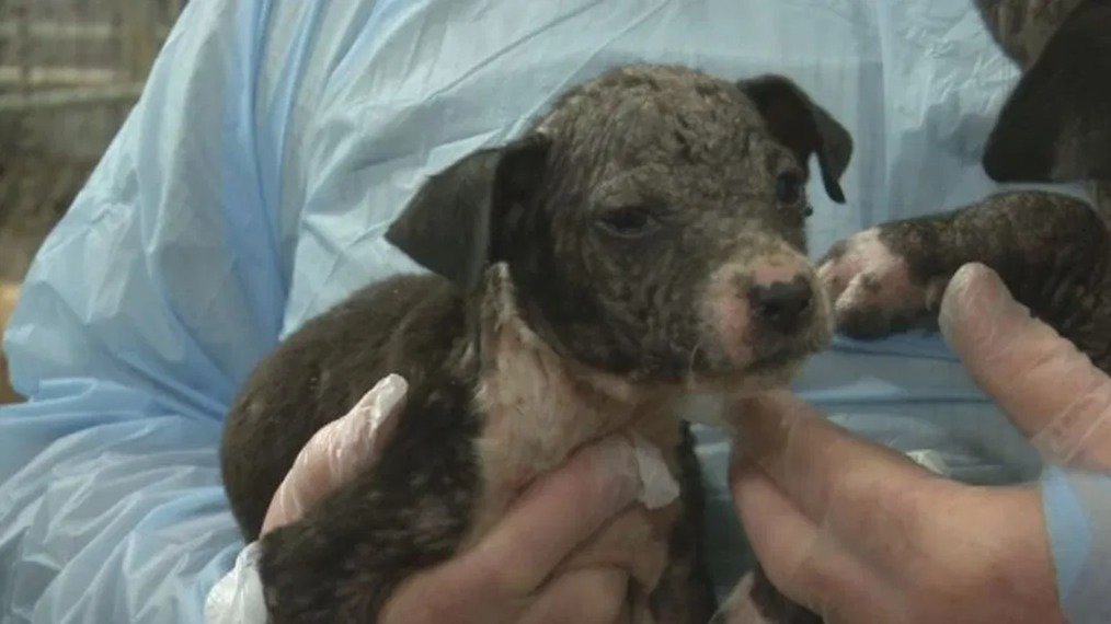 Petition · We stand against animal cruelty - Philippines · Change.org