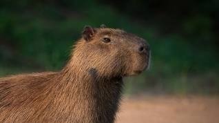 Petition · Make Capybaras legal as pets in Australia - Australia ...