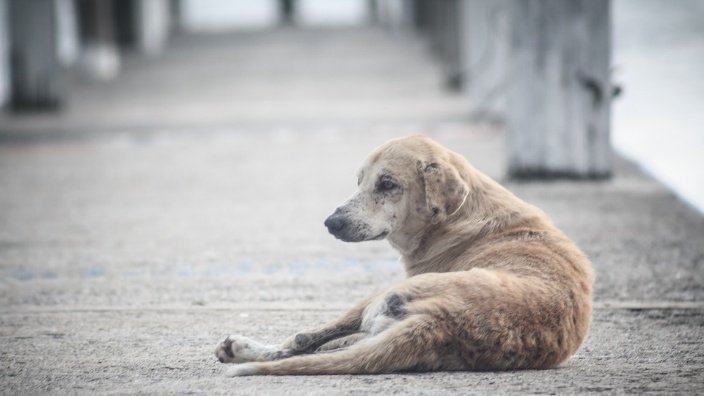 Petition · City Pound To Take Care The Stray Dog - Philippines · Change.org