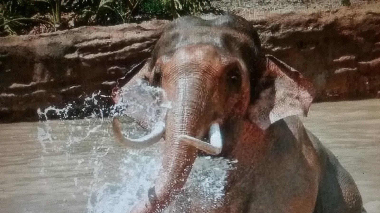 Petition · Save Billy the Elephant! - United States · Change.org