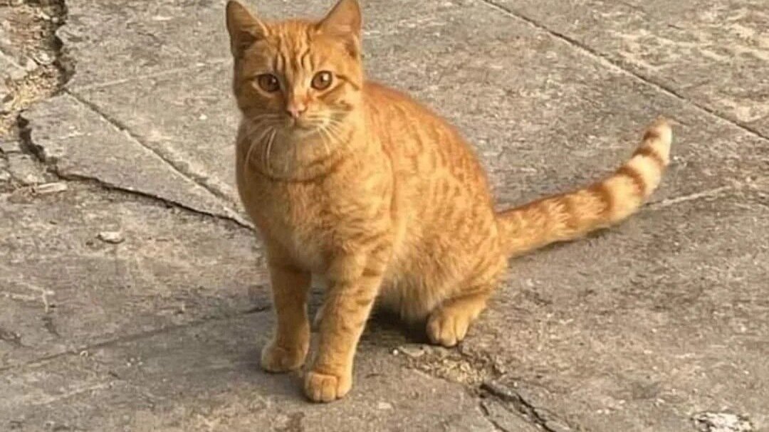 Petition · Petition for the Scott family to adopt fleabag the cat ...