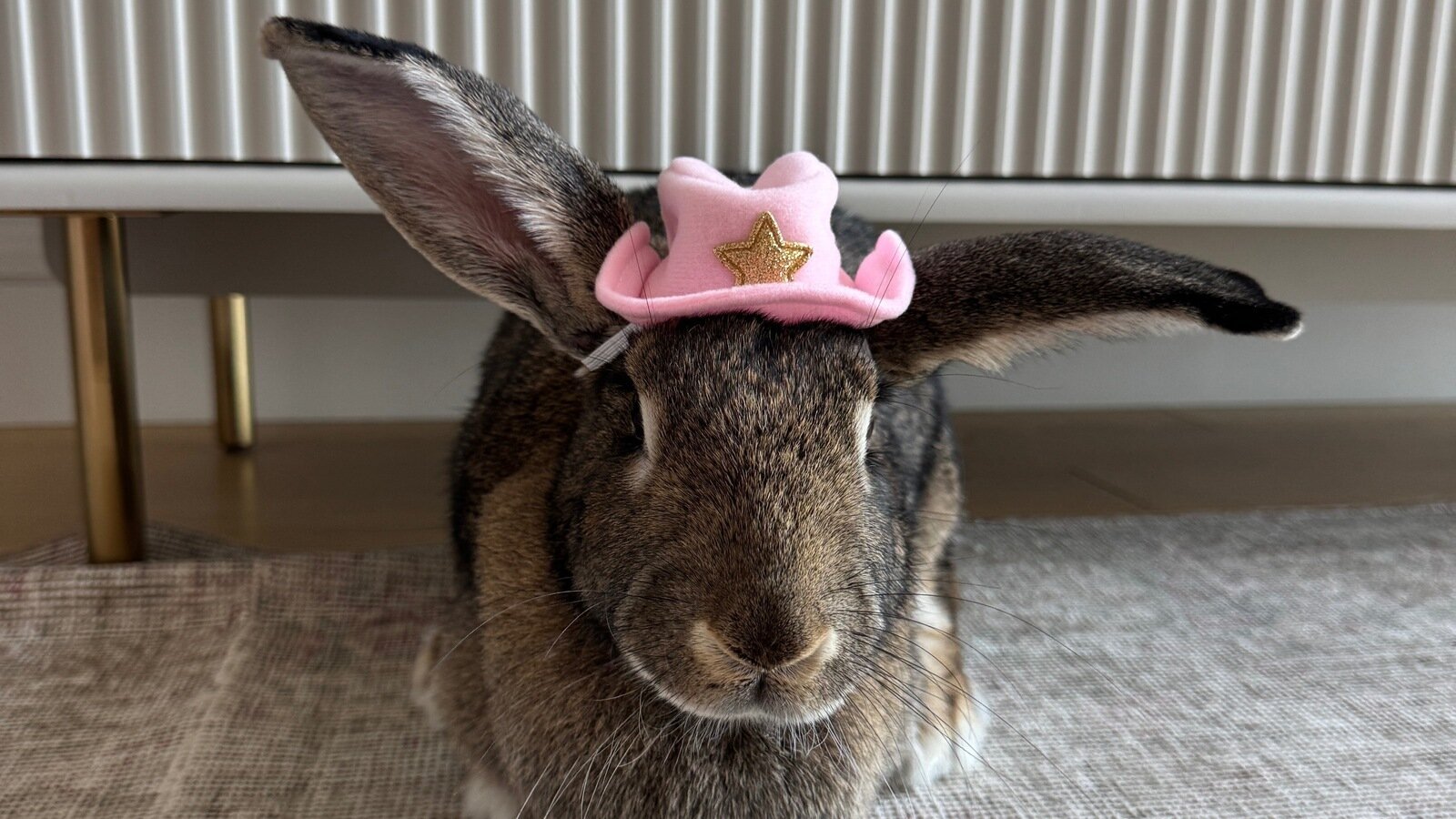 Petition · Keep Dutchess the Rabbit - United States · Change.org
