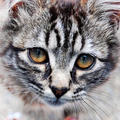 Petition · Arkansas State Legislature: Drop HB2160; Mandatory Spay ...