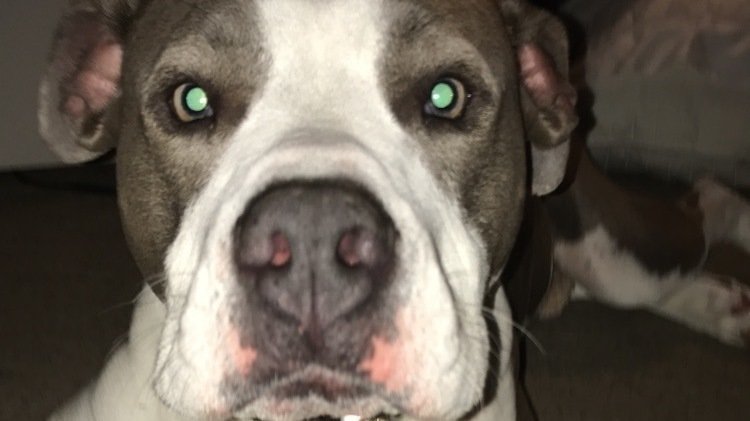 Petition · Save the Pit Bulls - United States · Change.org