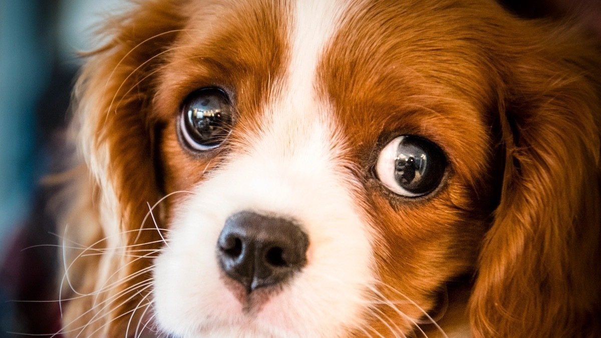 Petition · Allow Canarrins in ROT5 - United States · Change.org