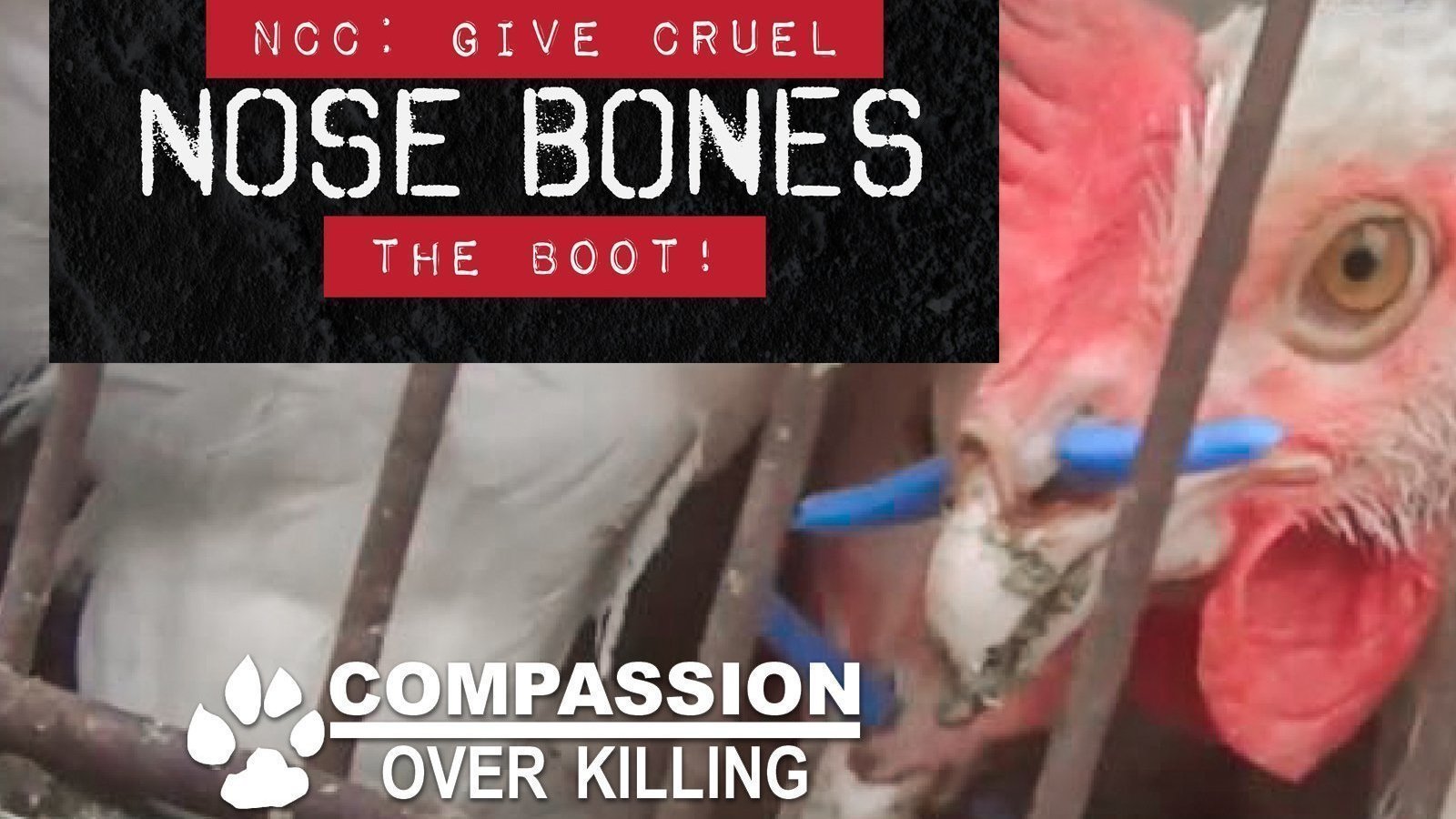 Petition update · URGENT: Make a quick call to end cruel “nose boning ...