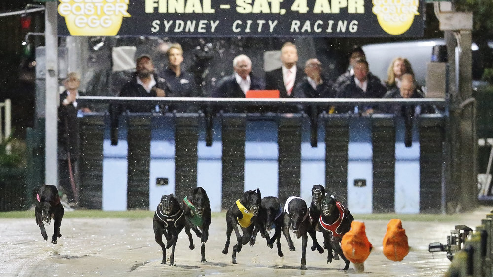 Petition · Overturn the NSW Government's decision to ban greyhound ...