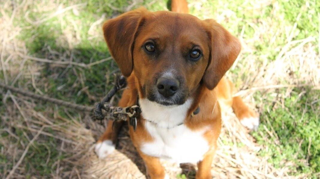 Petition · PETITION TO SUPPORT CJ: A WELL-BEHAVED AND FRIENDLY DOG IN ...