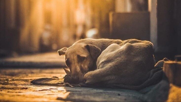 Petition · Voice for the voiceless: Let's protect the stray animals ...