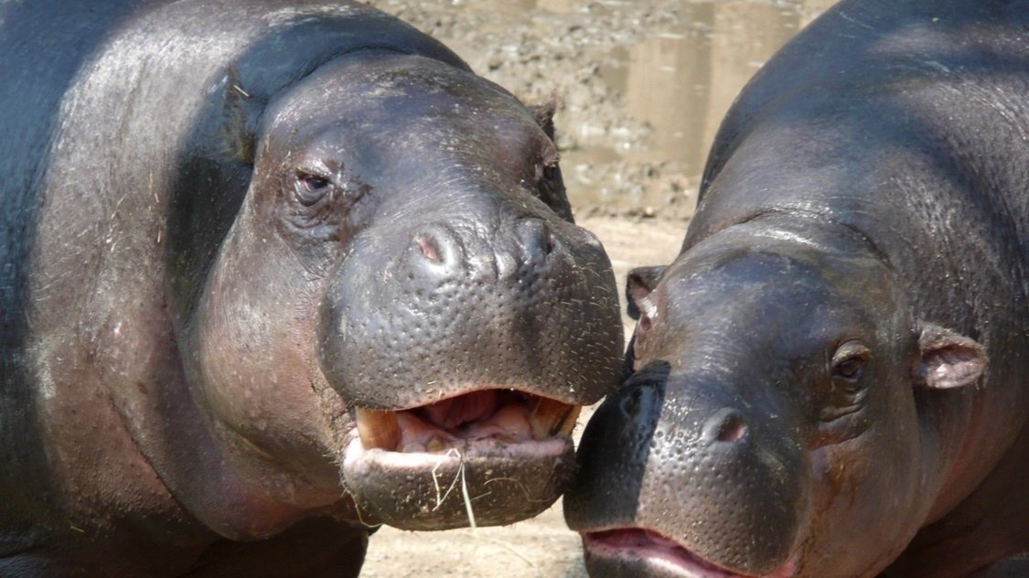 Petition · Increase the enforcement of hippos poaching laws and ...