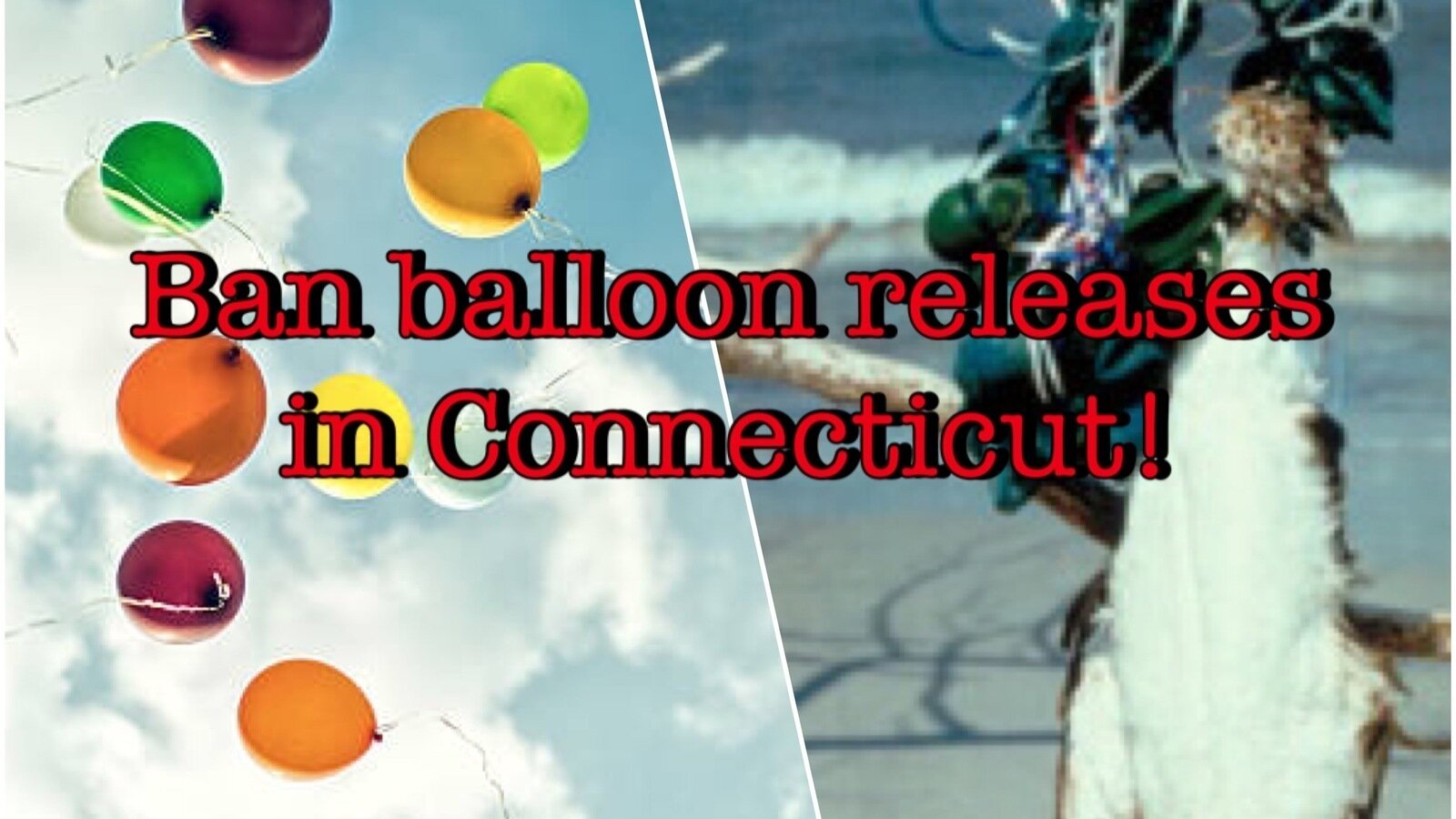 Petition · Prohibit Balloon Releases in Connecticut - United States ...