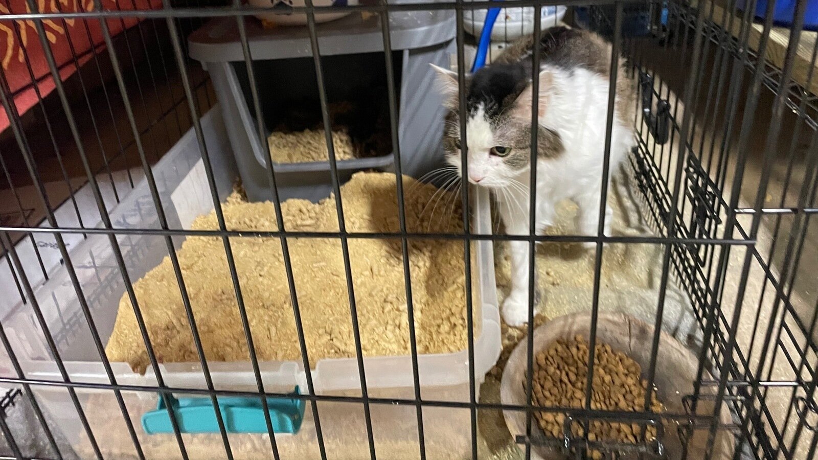 Petition · Help Save a Neglected Cat in Asheville, NC - Asheville ...
