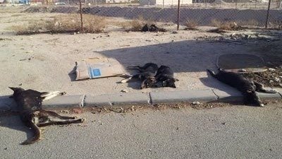 Petition · STOP POISONING STRAY CATS AND DOGS IN KUWAIT - Egypt ...