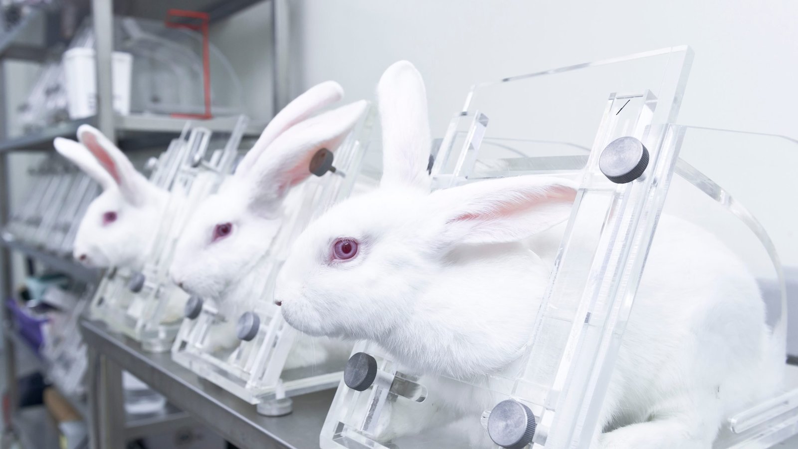 Petition · Ending Animal Testing in Cosmetic Experiments. - Canada ...