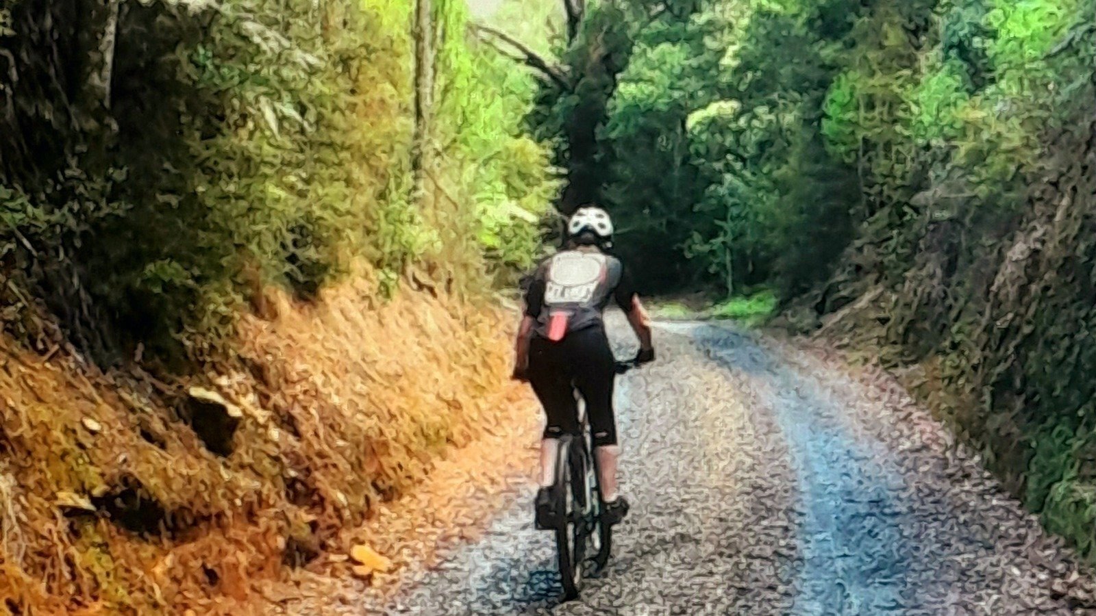 Petition Protect The Kaihu Valley Trail Ask Mercury Energy To Bury petition-protect-the-kaihu-valley-trail-ask-mercury-energy-to-bury