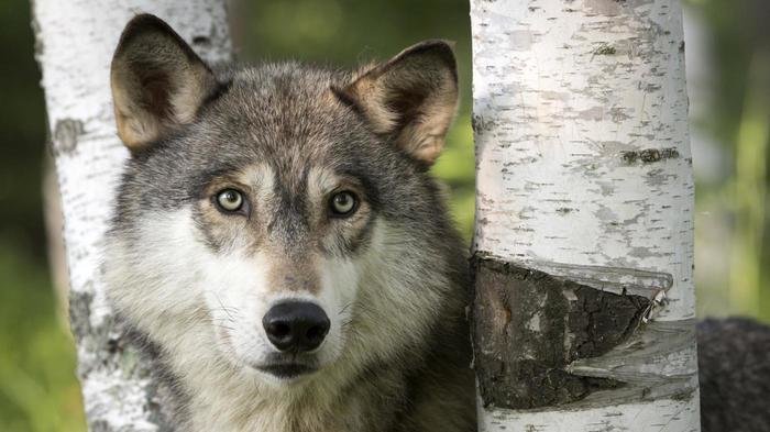 Petition · Save Wolves in Wisconsin - United States · Change.org