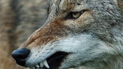 Petition · Keep Coyote Hunting Open in Vermont - United States · Change.org
