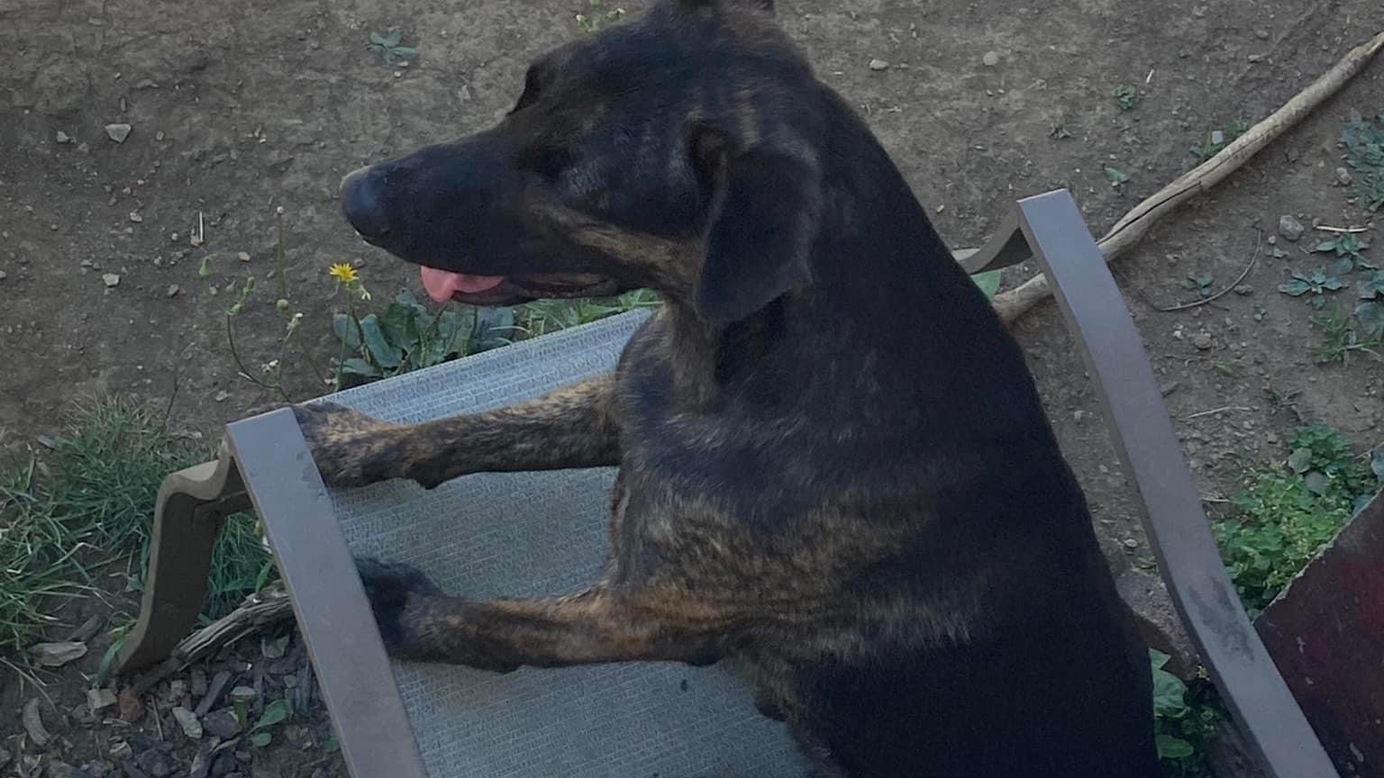 Petition · Justice For Gunner - United States · Change.org