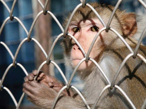 Petition · Release Monkey Captured in Pakistan after Crossing Border ...