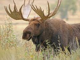 Petition · Change Moose To Meese - United States · Change.org