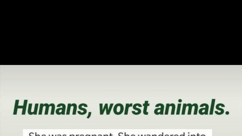 Petition · Stop violence against animals!! Bring humanity in yourself ...