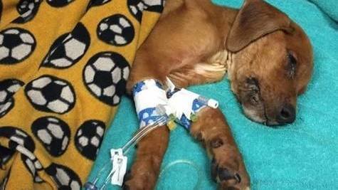 Petition update · Help the abused animals · Change.org · Change.org