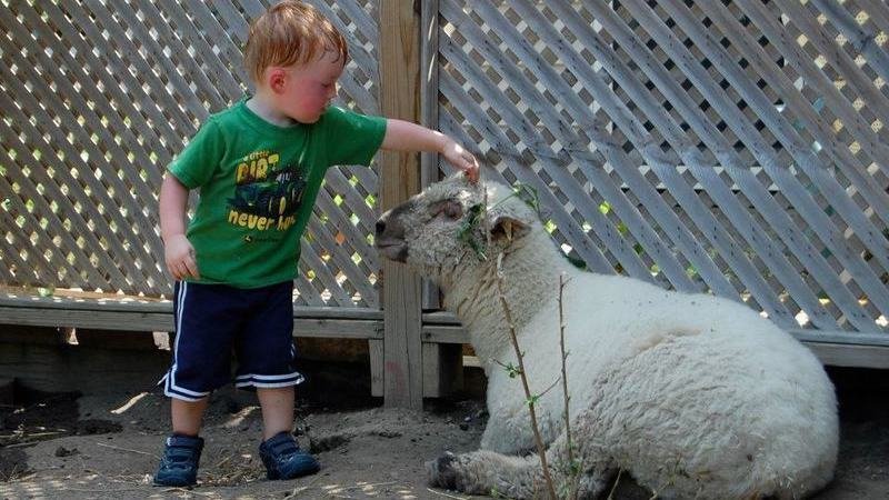 Petition · Keep The Sheep · Change.org