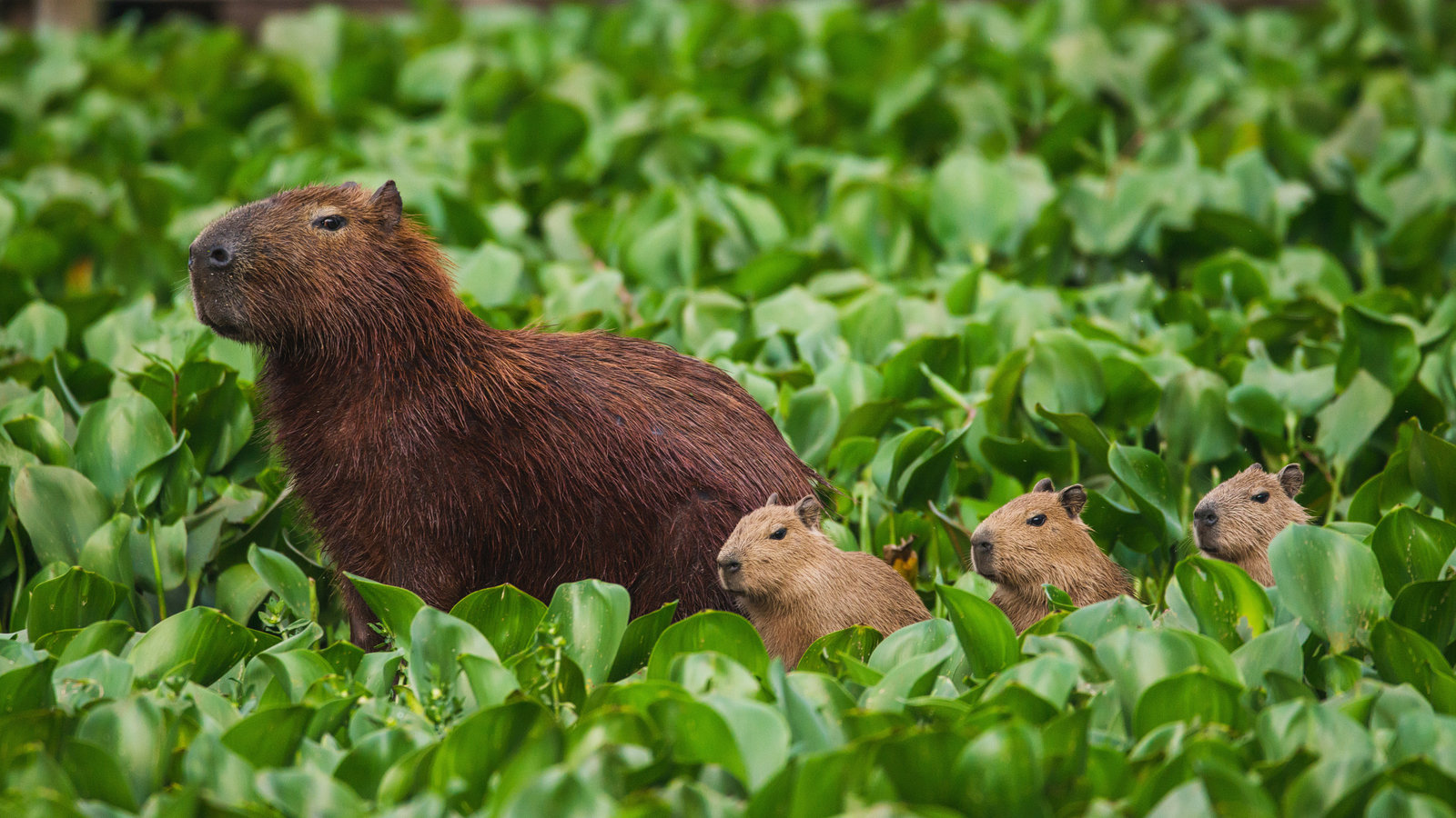 Petición · Mejores condiciones de vida para Tinka, la Capibara ...