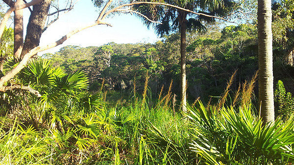 Petition · Environmental Conservation of Spring Gully, Bundeena ...