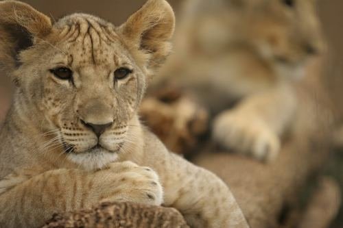 Petition · SAVE LIONS NOW - United States · Change.org