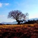 Petition · STOP THE SENSELESS KILLING OF STRAY DOGS IN IRAQ · Change.org