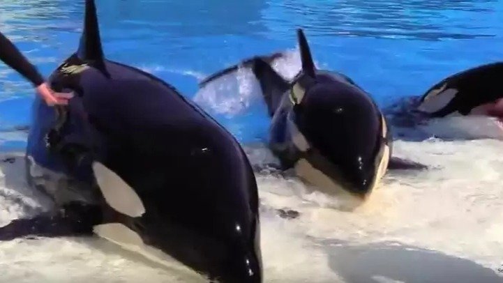 Petition · Shut Down Seaworld - United States · Change.org