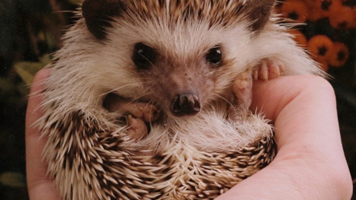 Petition · Noah’s parents should let him get a Hedgehog - Canada ...