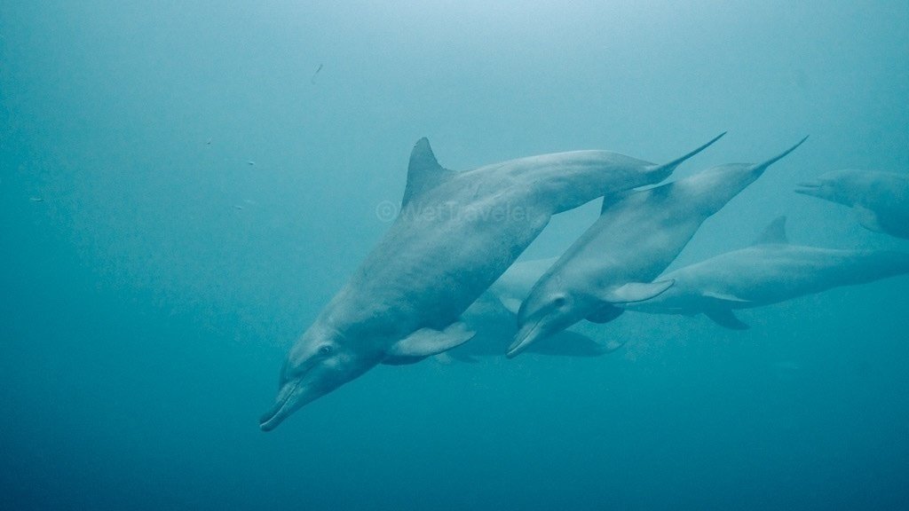 Petisi · Free the dolphins in Bali back to the sea! - Indonesia ...