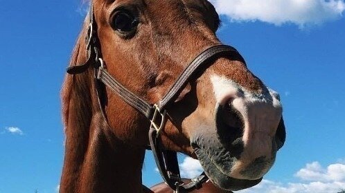 Petition · Justice For Cobain - United Kingdom · Change.org