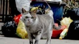 Petition · Justice for Stray Animals - Philippines · Change.org