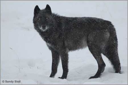 Petition · Tell the EPA: Ban the Poisons that Kill Wolves - United ...