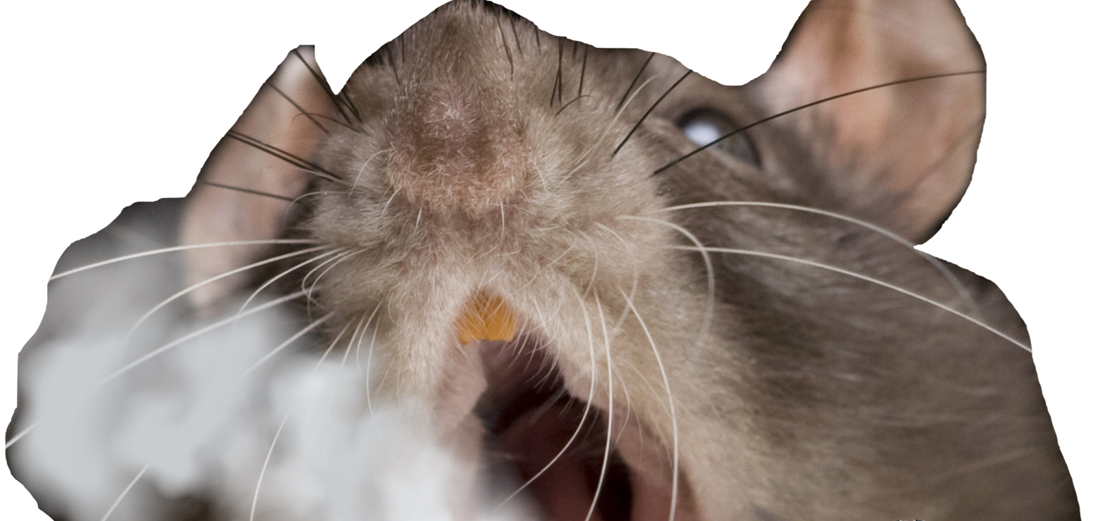 Petition · Save the Weedrat - United States · Change.org