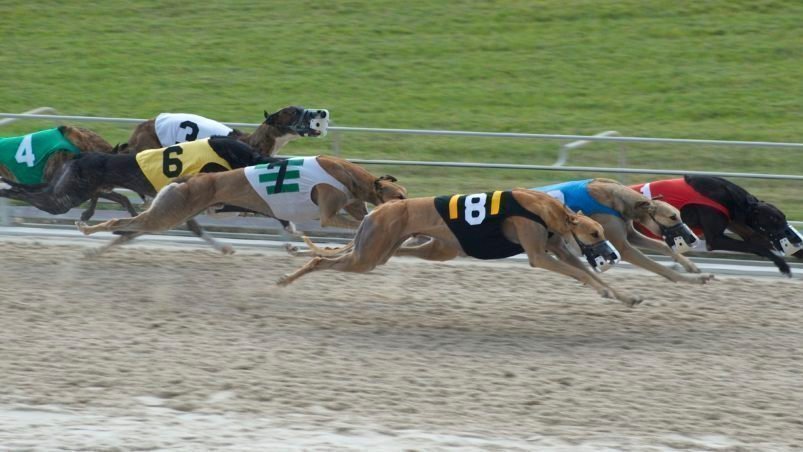 Petition · Let's ban Greyhound racing in the US - United States ...