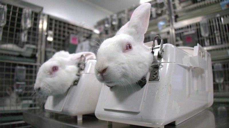 Petisi · Stop Animal Testing - Indonesia · Change.org