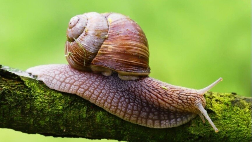 Pétition · No Pet Snails - Canada · Change.org