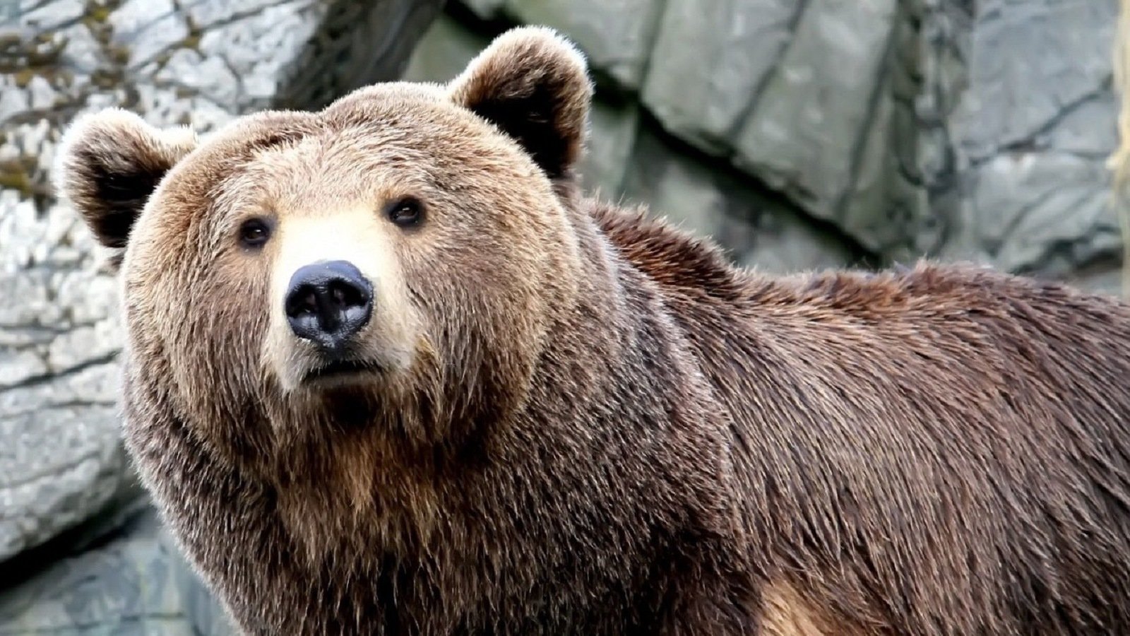 Petizione · Piani d'intervento per la gestione del progetto Life Ursus ...