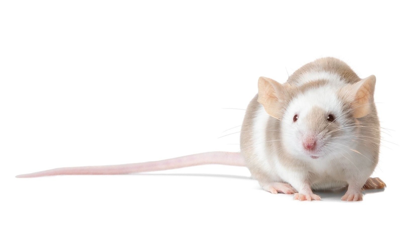 Petition · Let Emma (me) Adopt a Mouse - United States · Change.org