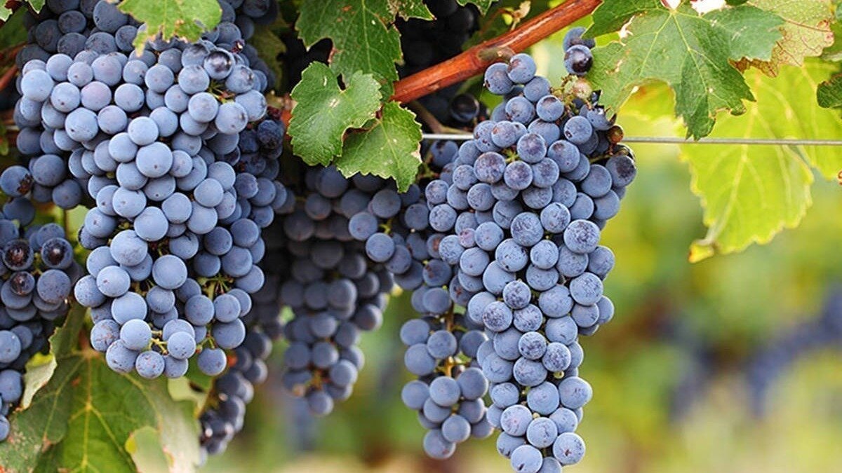 Petition · Petition to Protect and Strengthen BC Wine Grape Growers ...