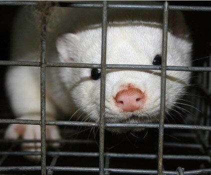 Petition · EU: ban fur farming in the European Union - Luxembourg ...