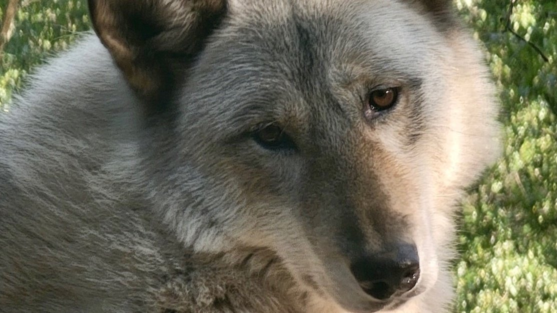 Petition · Support for Howling Timbers Animal Sanctuary - United States ...