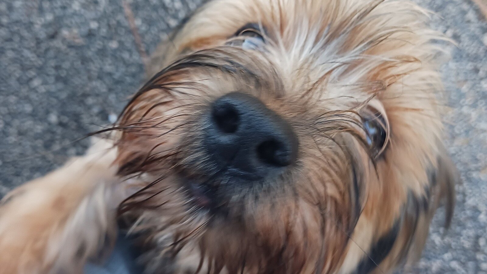 Petition · New Proposal for Oakhurst DogPark and Oakhurst Park ...