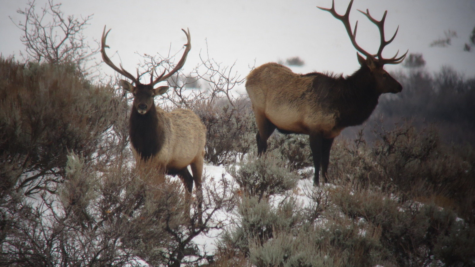 Petition · Support the establishment of the Wasatch Elk Park at Utah's ...