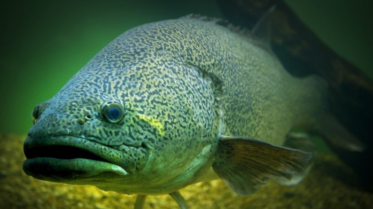 Petition · Big Murray Cod Killers get off TOO LIGHTLY! Increase the ...