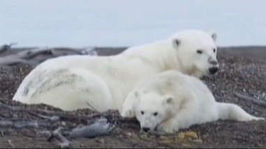 Petition · THE WILLOW PROJECT - United States · Change.org